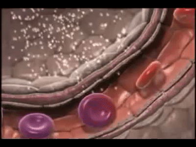 Oxygen Transport from Lungs to Cells on Make a GIF
