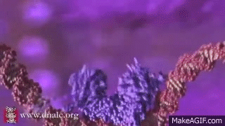 How DNA is Packaged (Advanced) on Make a GIF