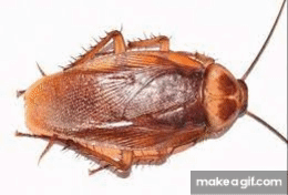 Cockroach on Make a GIF