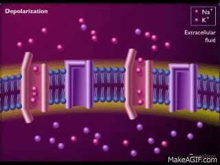 Voltage Gated Channels on Make a GIF