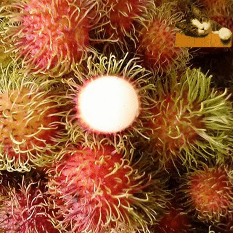 #vuatraicaytuyetha on Make a GIF