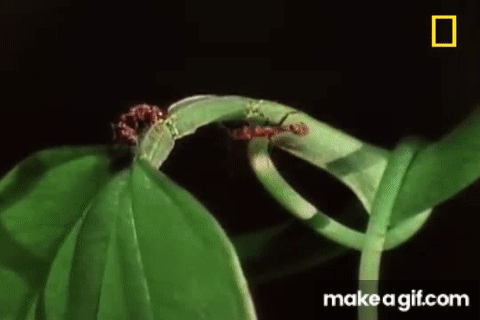 Amazing Symbiosis: Ant Army Defends Tree | National Geographic on Make ...