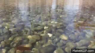 Ripple Pond on Make a GIF
