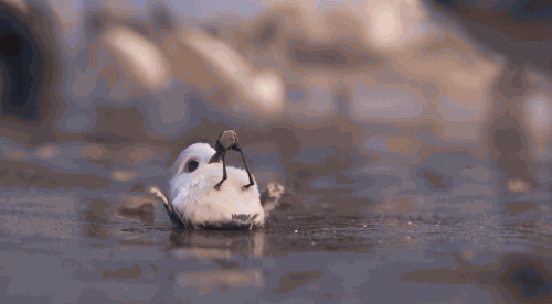 Piper, our sweet new short, scuttles into theatres before... on Make a GIF