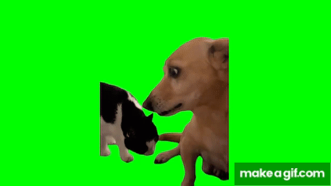 Dancing Dog Gif Green Screen