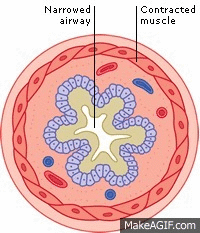 Bronchodilation on Make a GIF