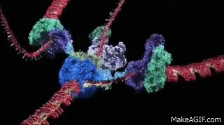 How DNA Copies Itself on Make a GIF