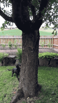 Dog and Squirrel Play Chase Around a Tree. [video][ViralHog] on Make a GIF