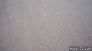 Coquina Clams emerge to feed & breed 2707 on Make a GIF