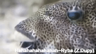 Śmiech - Ryba - Z Dupy on Make a GIF