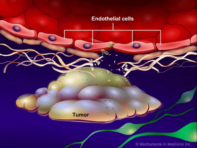 Introduction to Cancer Biology (Part 4): Angiogenesis on Make a GIF