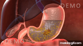 THE HUMAN DIGESTIVE SYSTEM OESOPHAGUS AND STOMACH v02 on Make a GIF