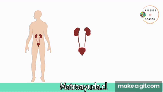 Aparato Urinario Sistema Urinariu Humanu Wikipedia