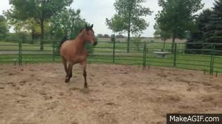 Gelding Does Stallion Blow on Make a GIF