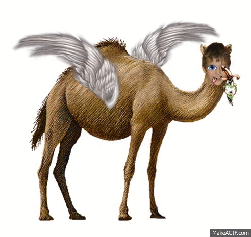 flying camel looool on Make a GIF
