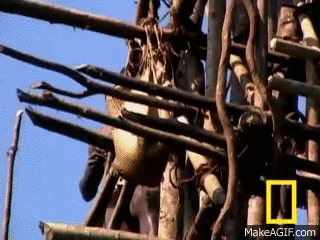 Land Divers on Make a GIF