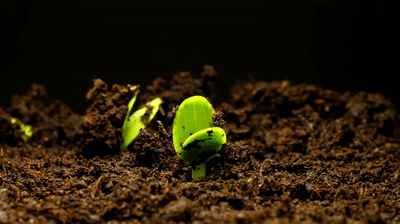 Plants Dancing in Time Lapse01 on Make a GIF