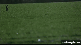 Snatch - Dog vs. Rabbit (coursing) on Make a GIF