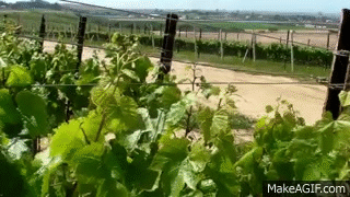 The 2:15PM wind at Sierra Madre vineyard. on Make a GIF