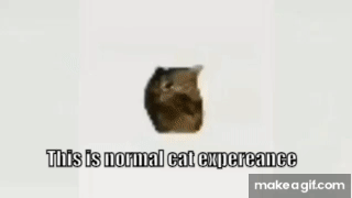 cat spinning then explodes on Make a GIF
