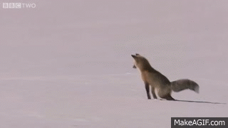Fox Snow Dive - Yellowstone - BBC Two on Make a GIF