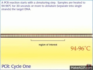 Polymerase Chain Reaction (PCR) on Make a GIF