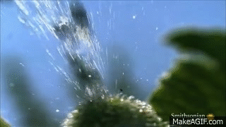 Unbelievable Footage of Exploding Plants on Make a GIF