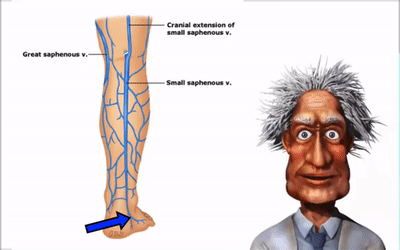 ANATOMÍA Y FISIOLOGÍA VENOSA MIEMBROS INFERIORES on Make a GIF