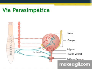 Fisiología de la Micción - Parte 2 on Make a GIF