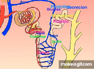 Formacion de la orina_Fases on Make a GIF