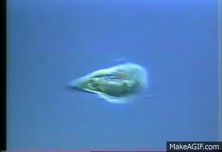 flagella & cilia on Make a GIF