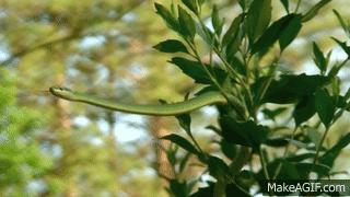 Snake Laugh on Make a GIF