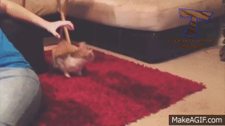 Funny animals are best try not to laugh challenge - Funny animal compilation on Make a GIF