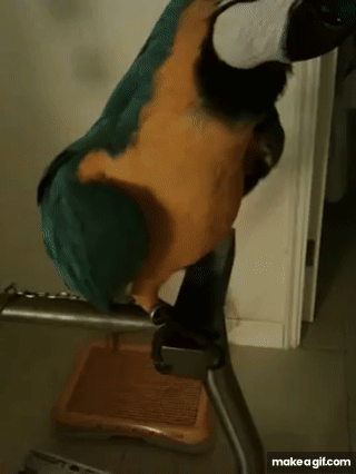 Macaw / Parrot cursing (Angry Bird saying WTF)this parrot! on Make a GIF