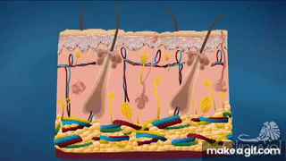 What is skin? The layers of human skin on Make a GIF