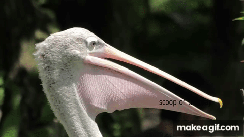 Birds cooling off mechanism through mouth Pelican Gular fluttering How ...