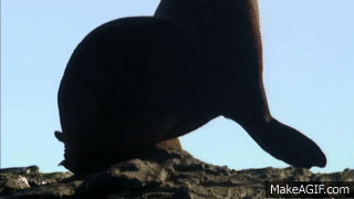 Gif De Foca Aplaudiendo Foca GIF En GIFER De Diresmith