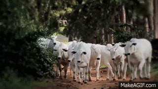 cow herd moving indian on Make a GIF