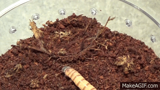 African red trapdoor spider vs superworm on Make a GIF