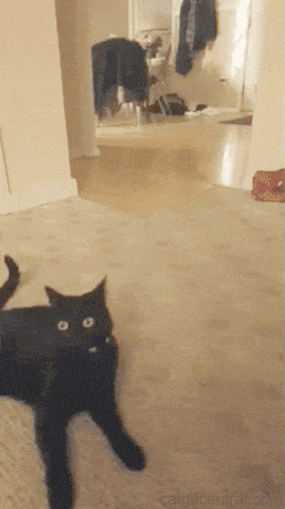 My Cat Fetches | Funny Cat GIFs on Make a GIF