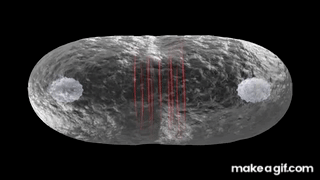 Cytokinesis Animal Plant | Biology | Genetics on Make a GIF