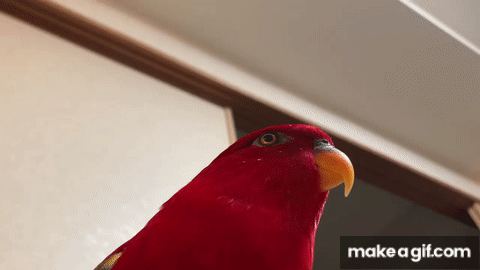 Red birb on Make a GIF