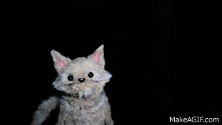 This cat is NED - Episode 3 - Helping out & BONUS epic dance moves on ...