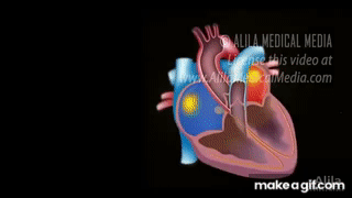 Cardiac Action Potential, Animation. on Make a GIF