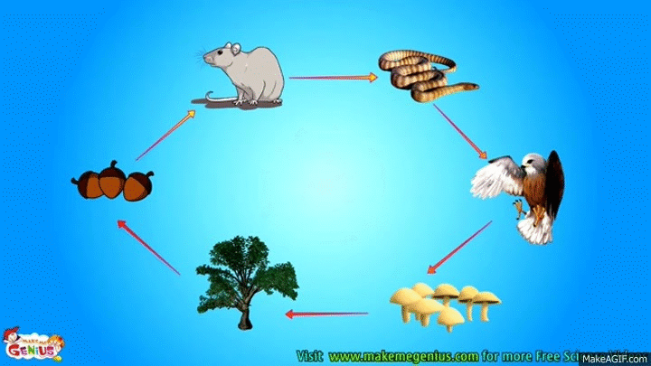 Food Chains ,Food Webs,Energy Pyramid in Ecosystems-Video for Kids on ...