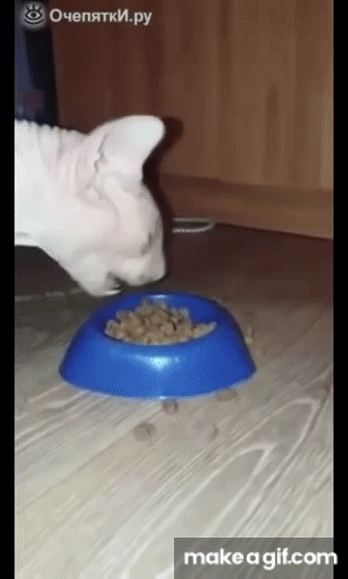 Angry Cat Eating Gif