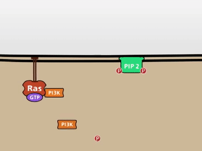 The PI3K/AKT signalling pathway2 on Make a GIF