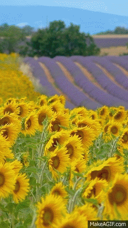 Jehovah's Beautiful Creation on Make a GIF