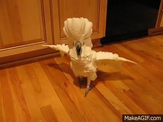 umbrella cockatoo going mad in kitchen floor. but a happy bird on Make ...