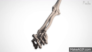 Drawing Arm Bones - Anatomy for Artists on Make a GIF